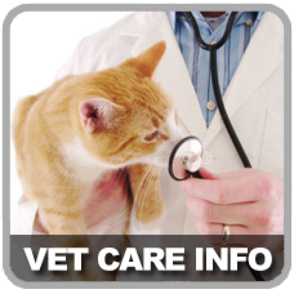 Haines Animal Rescue Kennel – A Place for Pets and Their People